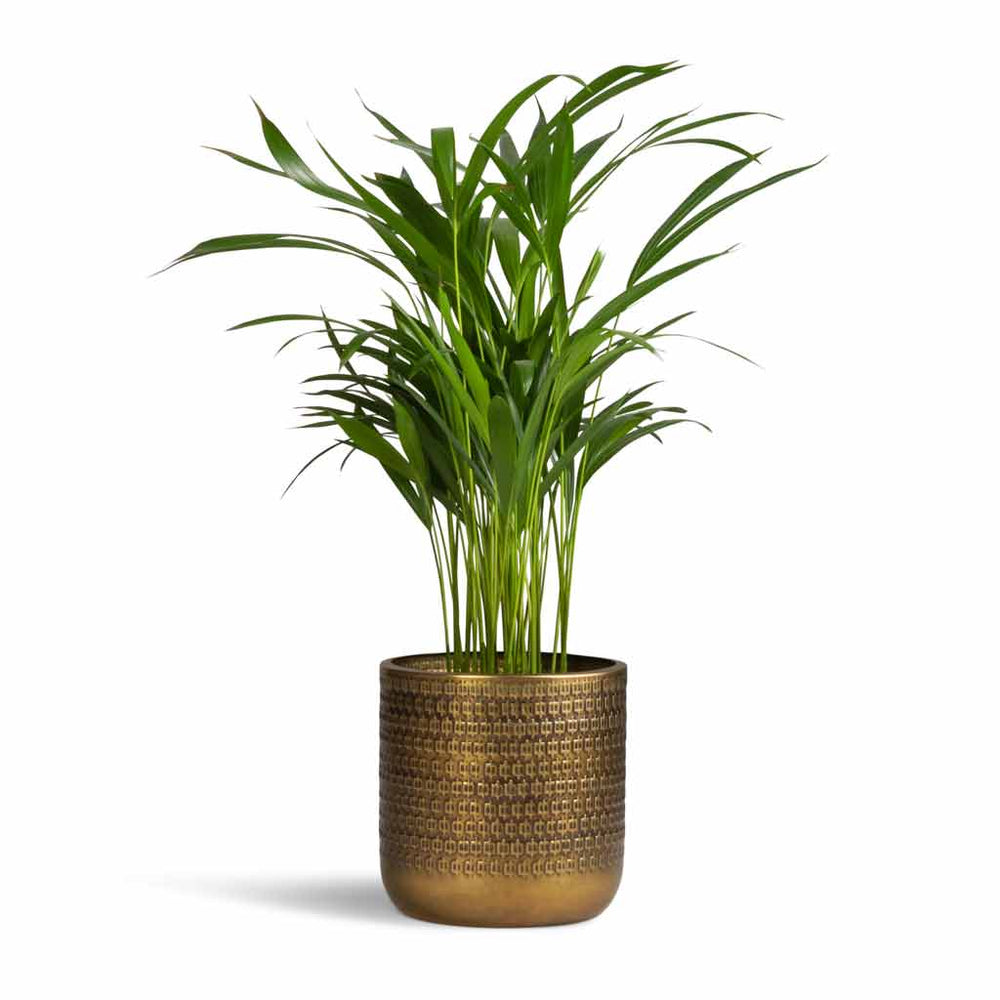 Solis Embossed Plant Pot - Gold - Quality Plant Pots | Hortology ...