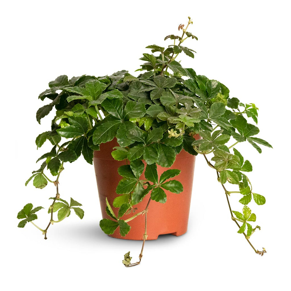 Cissus striata parthenocissus - Verona Vein Houseplant | Hortology ...