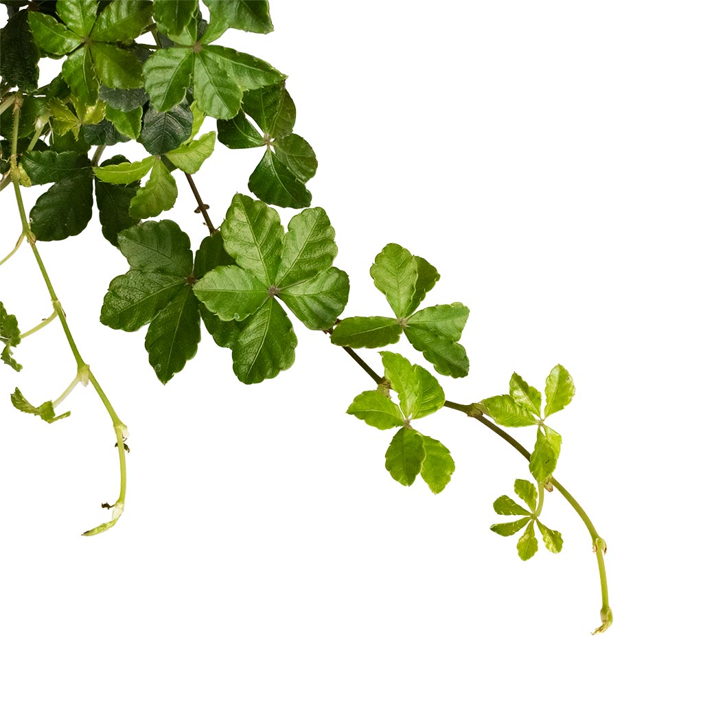 Cissus striata parthenocissus - Verona Vein Houseplant | Hortology ...