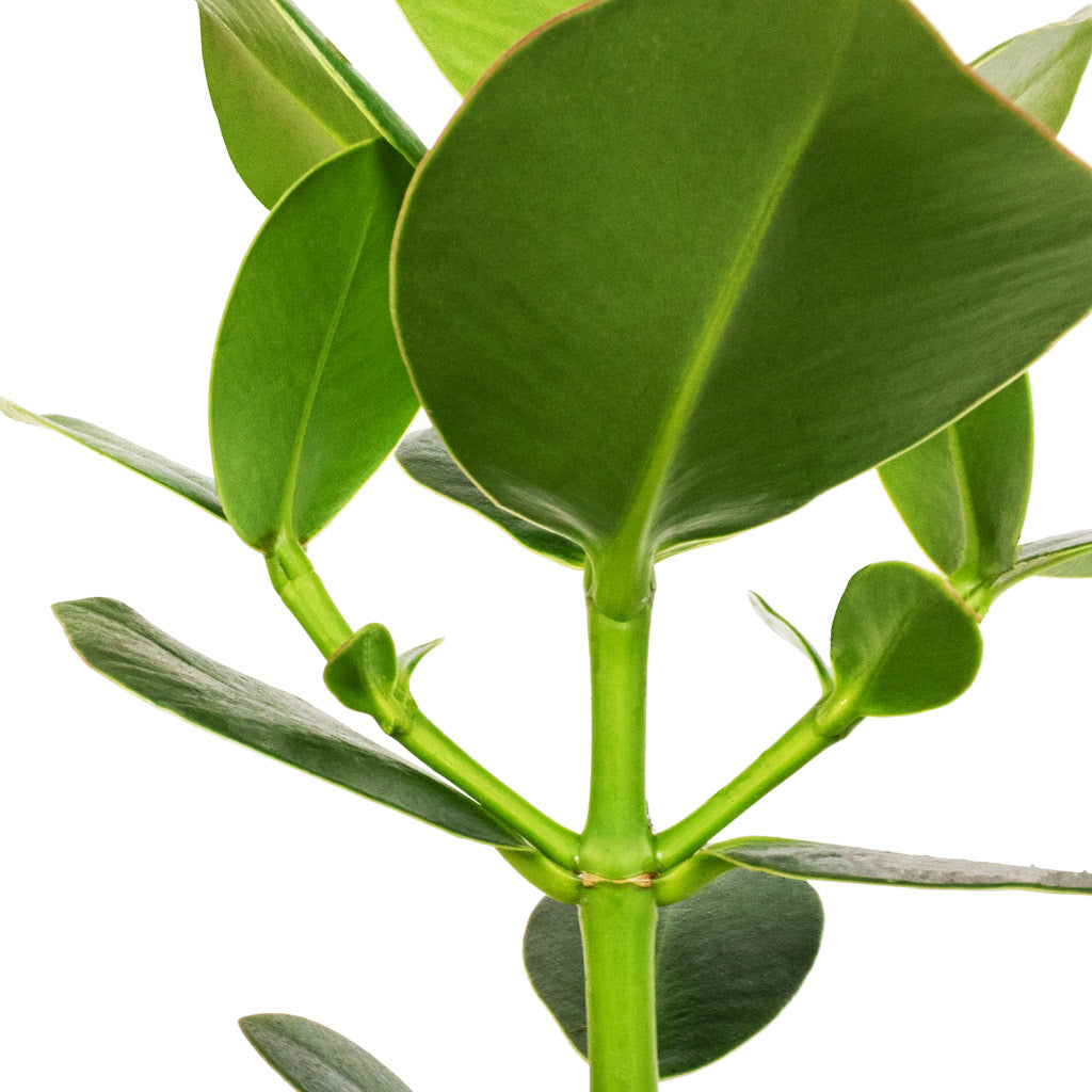 Clusia rosea Princess - Autograph Tree Houseplant | Hortology - HORTOLOGY