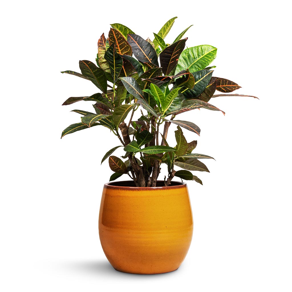 Charlotte Plant Pot - Spiced Ochre - Quality Plant Pots | Hortology ...