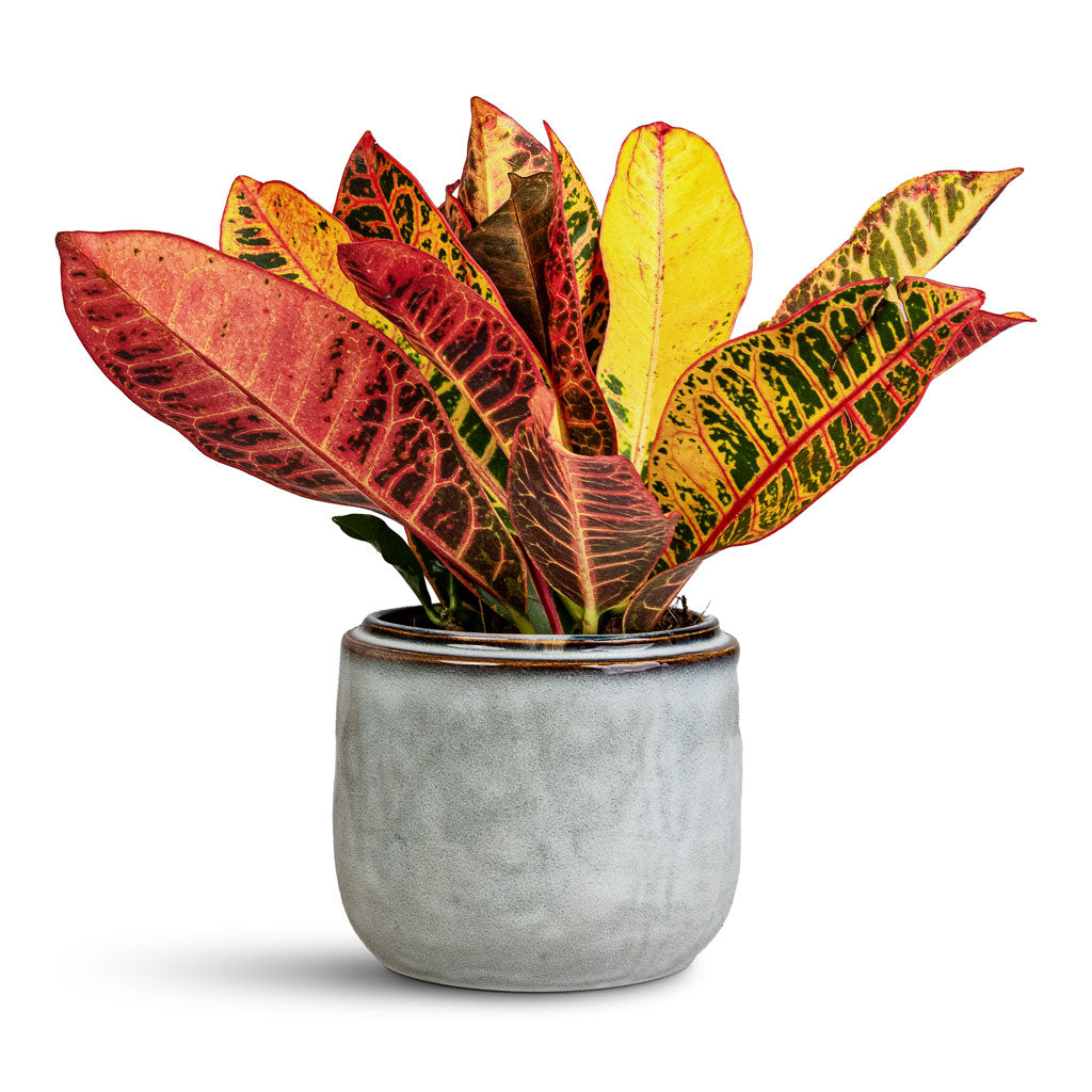 Codiaeum variegatum pictum Petra - Croton Indoor Plant | Hortology ...