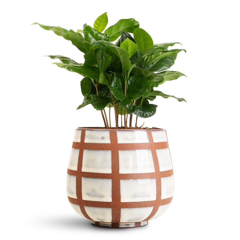 Moda Plant Pot - Moon Lattice - Quality Plant Pots | HORTOLOGY