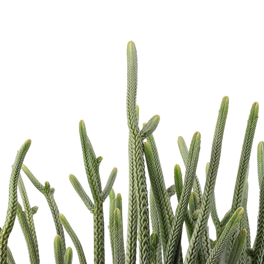 Crassula muscosa - Watch Chain Plant - Succulent Plants | Hortology ...