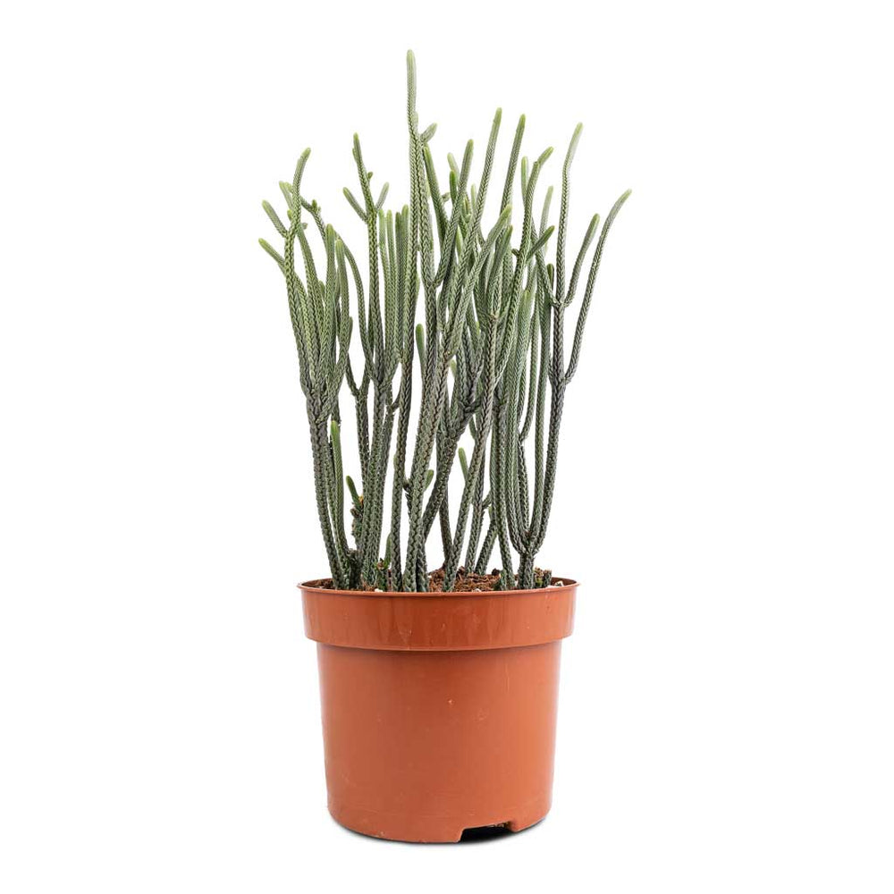 Crassula muscosa - Watch Chain Plant - Succulent Plants | Hortology ...