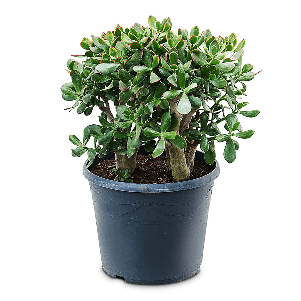 Crassula ovata Sunset - Jade Plant - Succulents | Hortology - HORTOLOGY