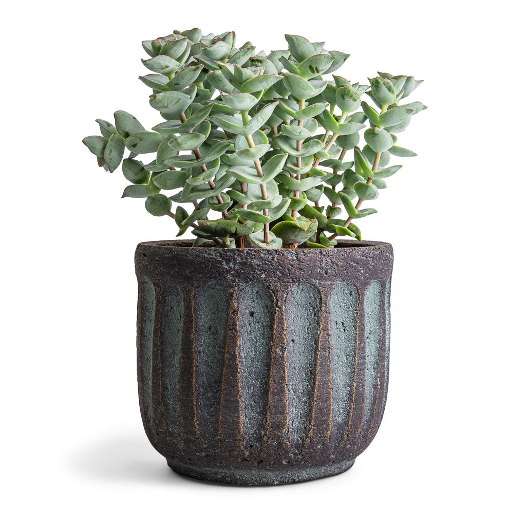 Crassula perforata - String Of Buttons Plant | Hortology - HORTOLOGY