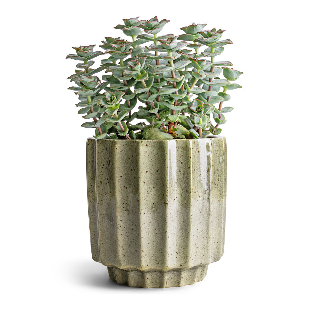 Crassula perforata - String Of Buttons Plant | Hortology - HORTOLOGY
