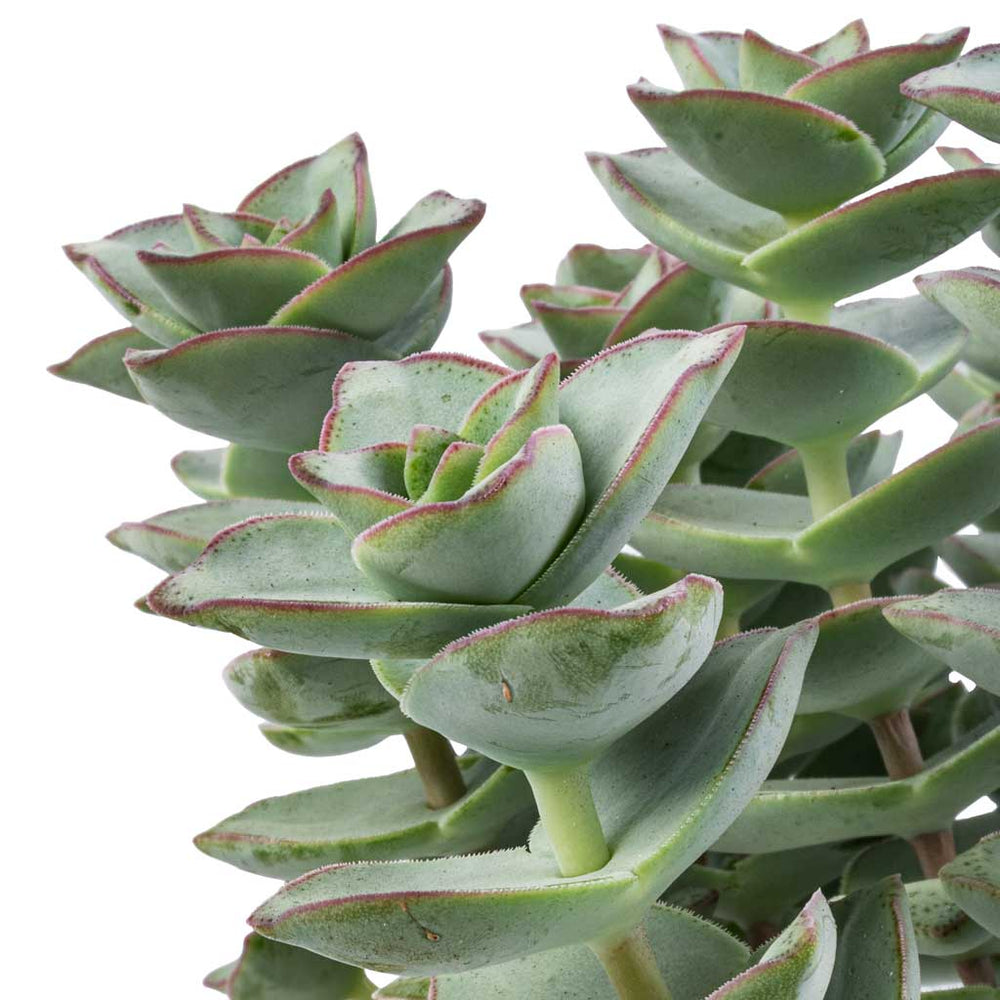 Crassula perforata - String Of Buttons Plant | Hortology - HORTOLOGY