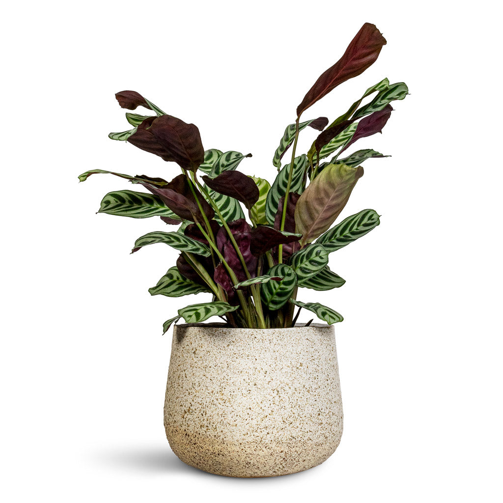 Celeste Plant Pot - Cream - Quality Ceramic Plant Pots | HORTOLOGY
