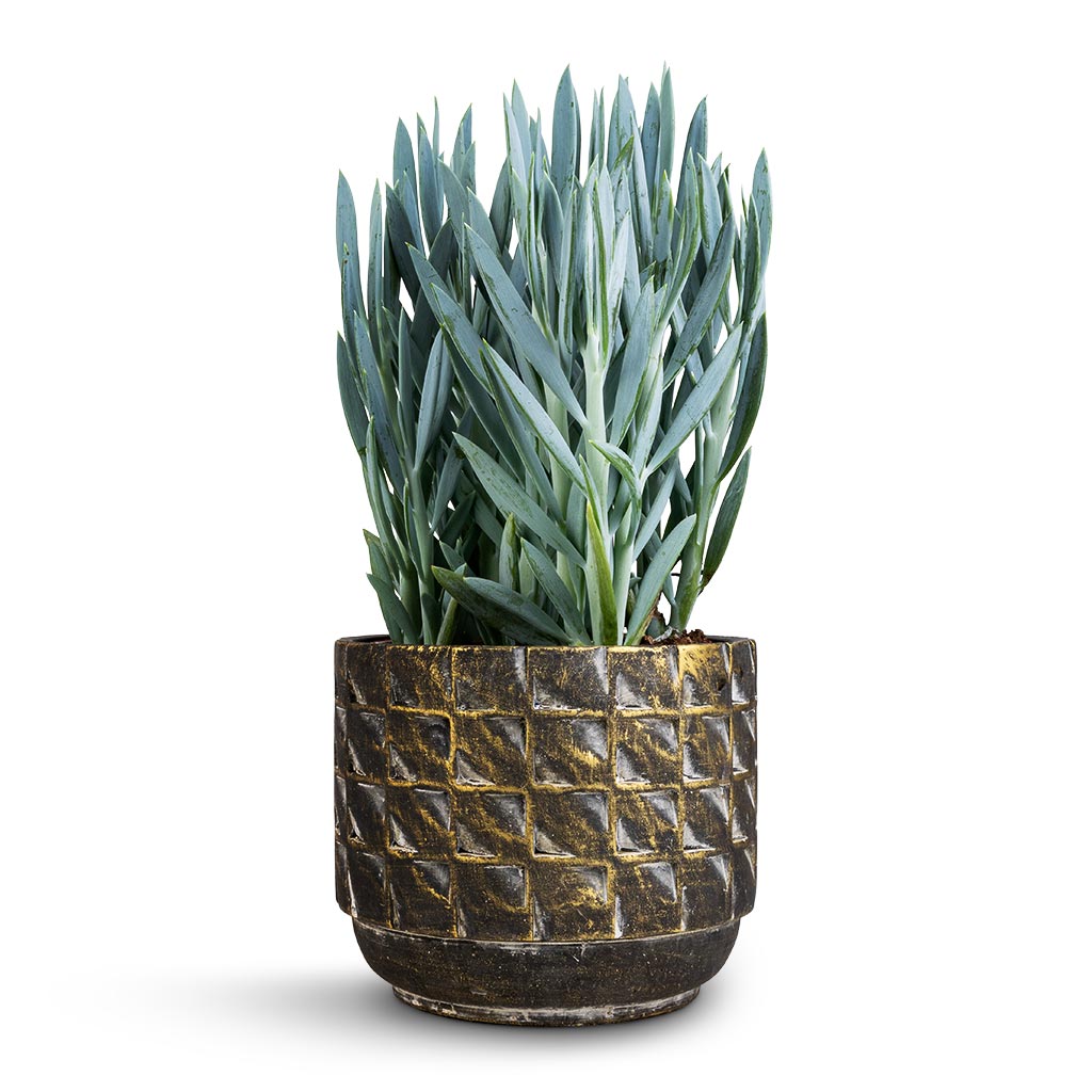 Curio ficoides Mount Everest Succulent - Skyscraper Senecio | Hortology ...