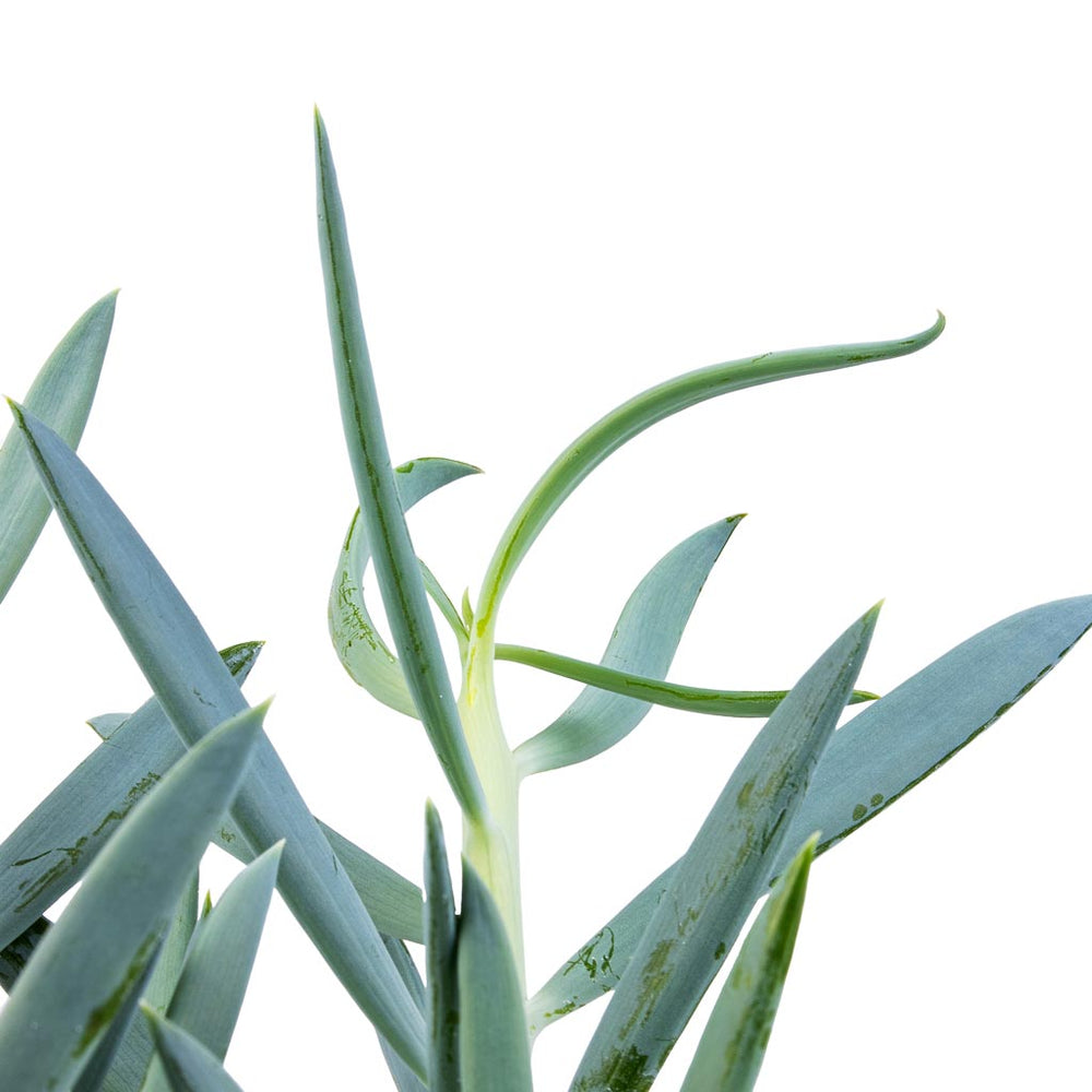 Curio ficoides Mount Everest Succulent - Skyscraper Senecio | Hortology ...