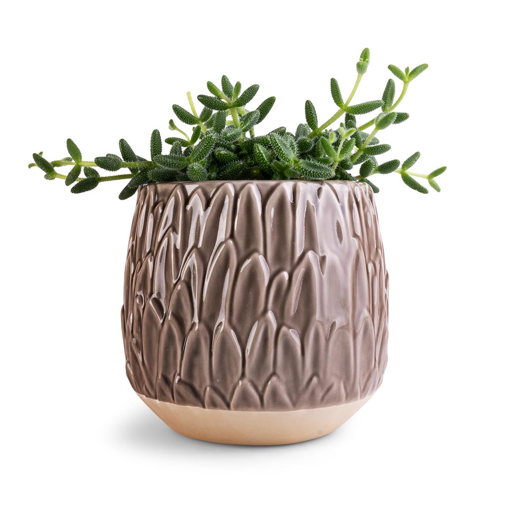 Arles Leaf Plant Pot - Mocha - Quality Plant Pots | Hortology - HORTOLOGY