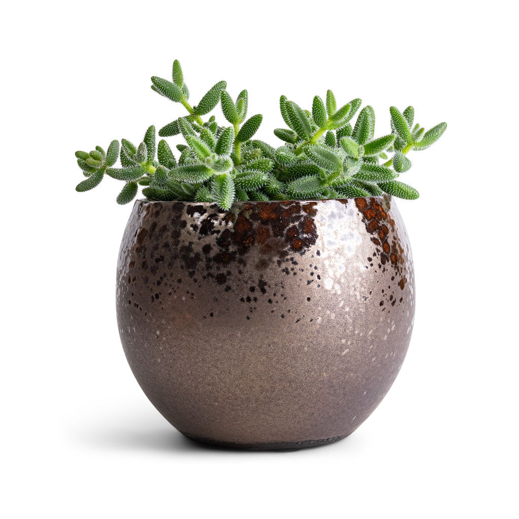 Delosperma echinatum - Pickle Plant - Quality Succulents | Hortology ...