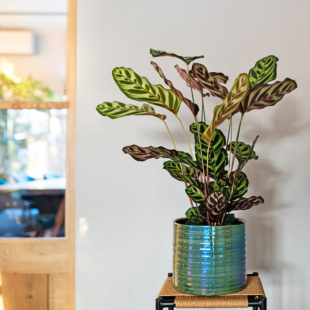 Didi Plant Pot - Pearl Green - Quality Plant Pots | Hortology - HORTOLOGY