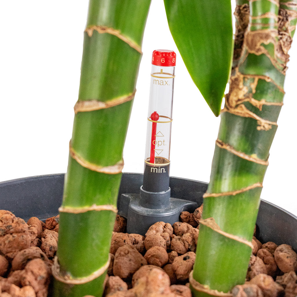 Dracaena Janet Craig Multi Stem Hydro Plants - Easy Care | Hortology ...