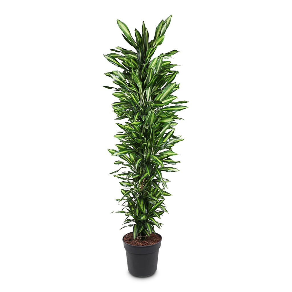 Dracaena fragrans Cintho Plants - Branched - Easy Care | Hortology ...