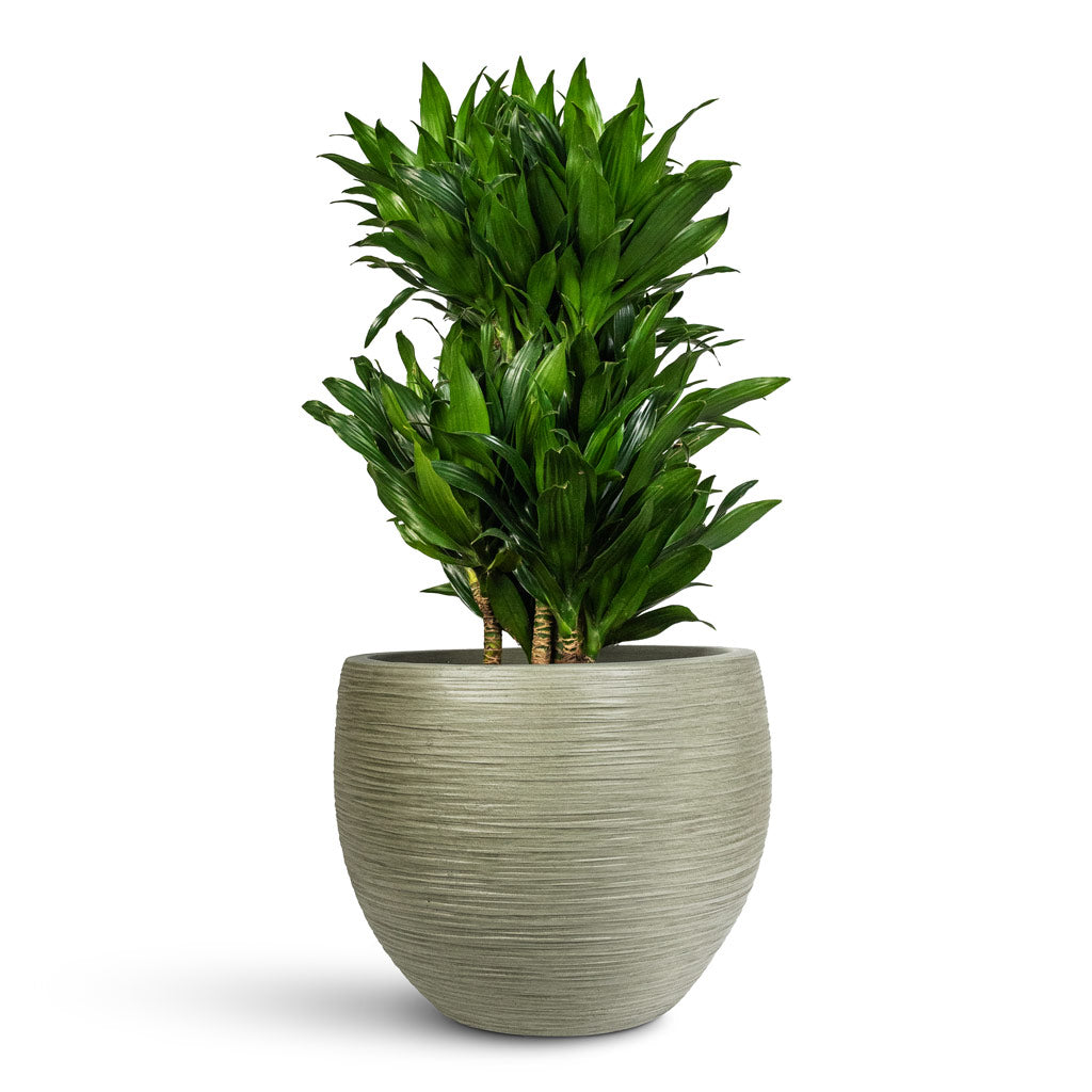 Dracaena fragrans Compacta Plants - Multi Stem - Easy Care | Hortology ...