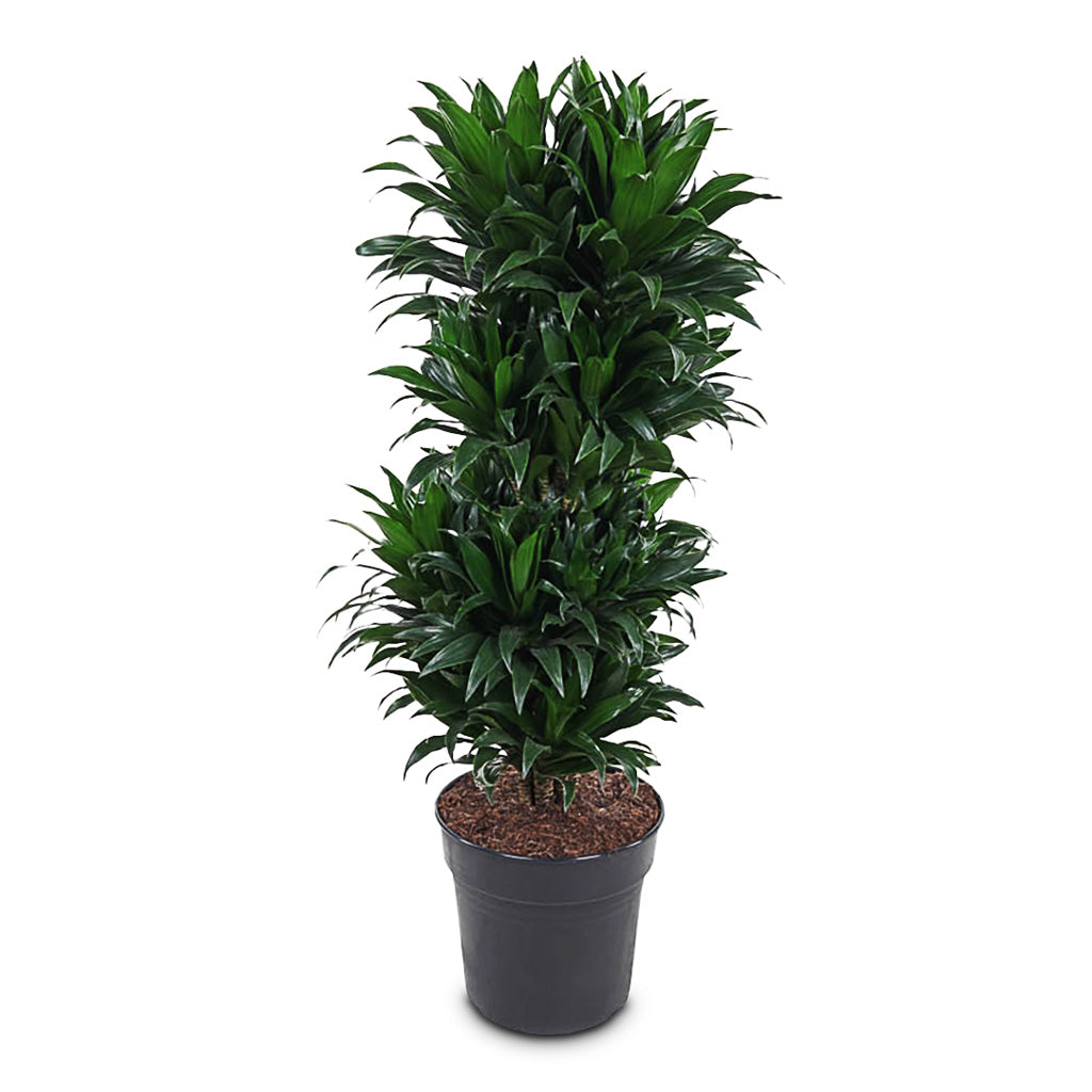 Dracaena fragrans Compacta Plants - Branched - Easy Care | Hortology ...