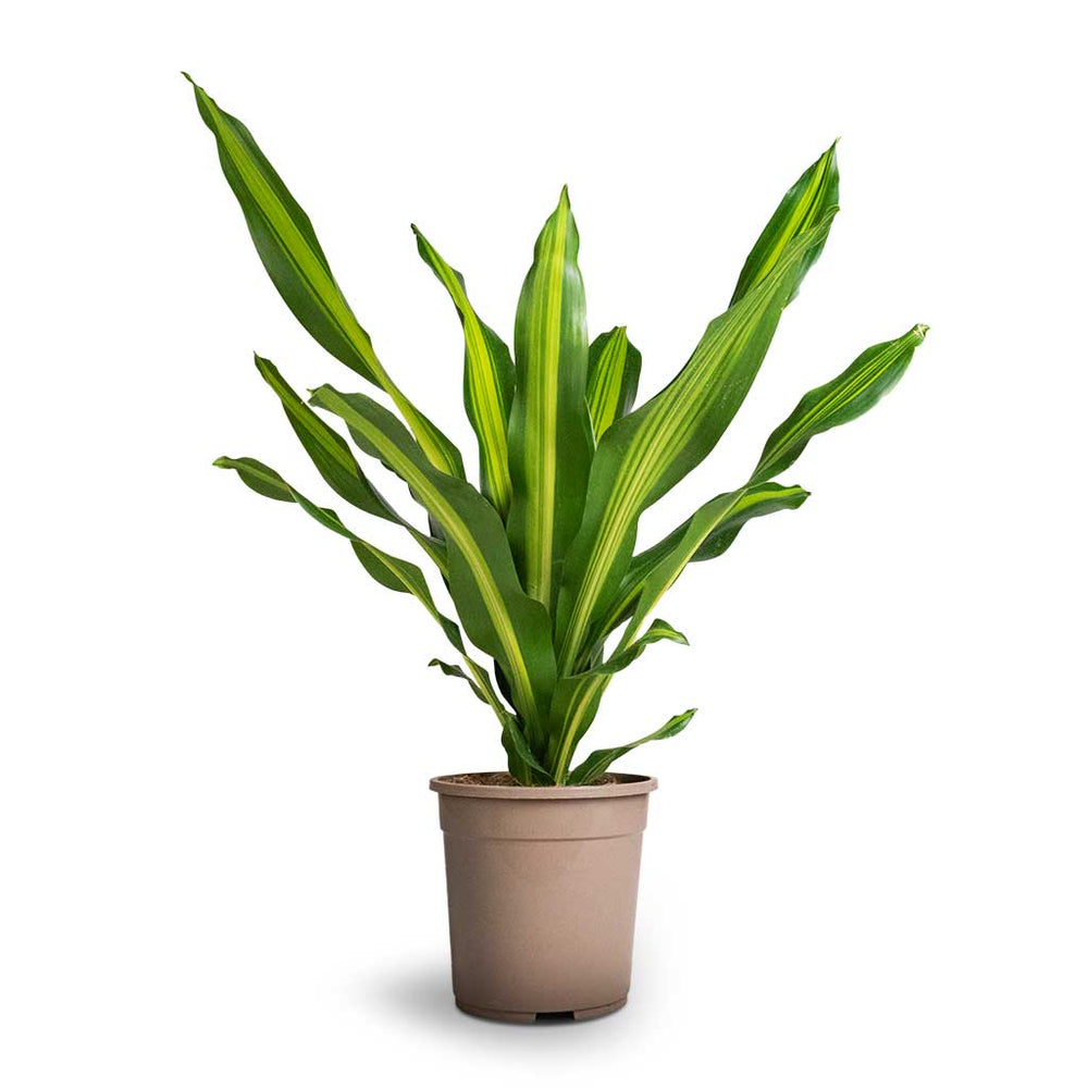 Dracaena fragrans Burley Indoor Plants - Air Purifier | Hortology