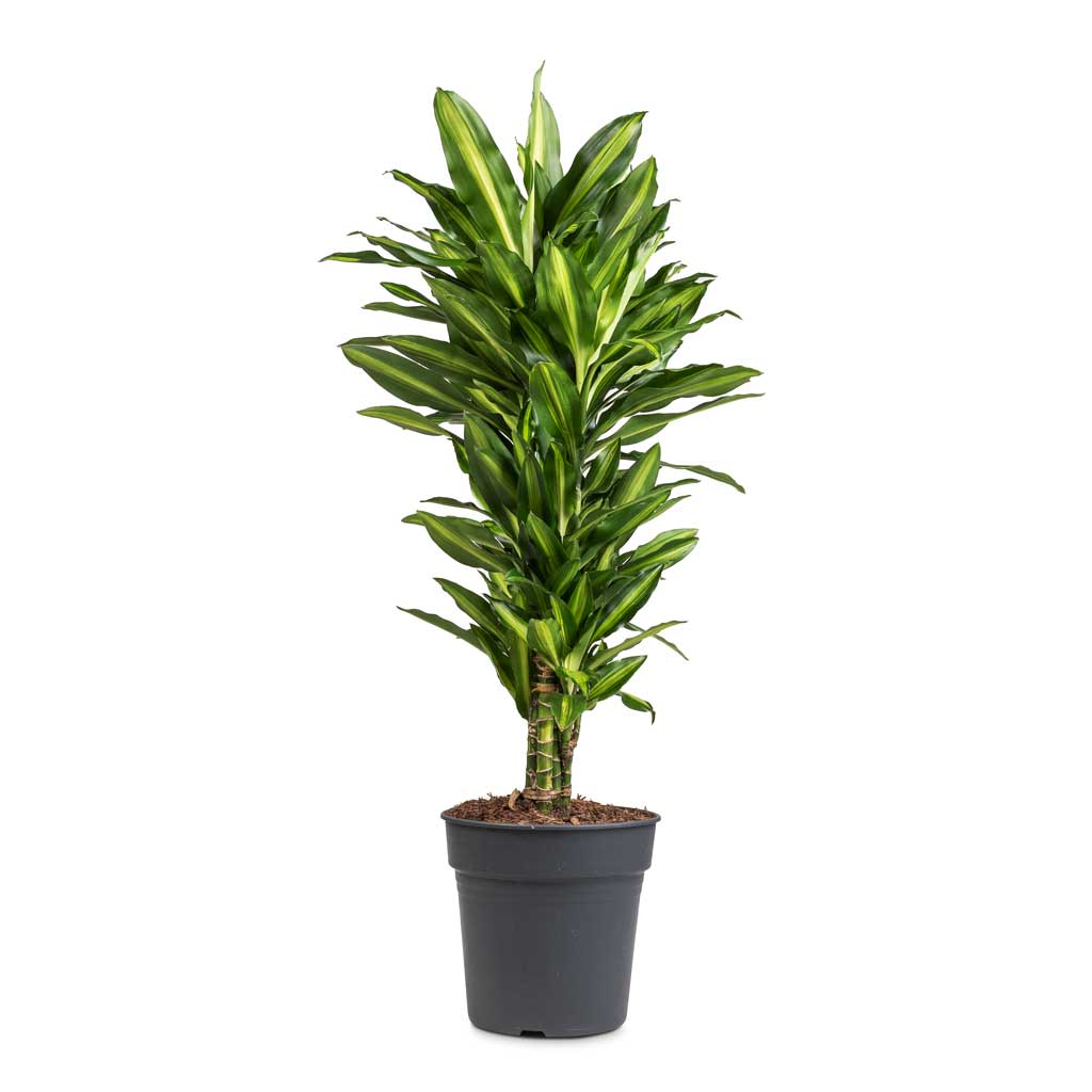 Dracaena fragrans Cintho Plants - Branched - Easy Care | Hortology ...