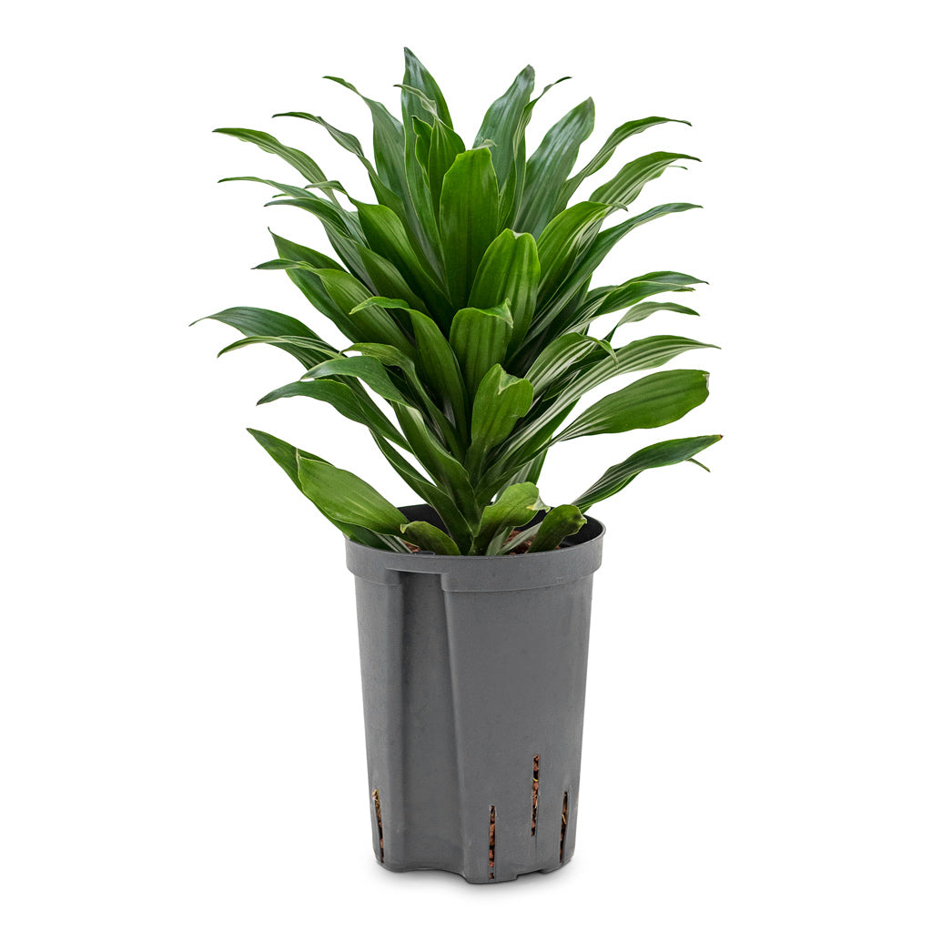 Dracaena fragrans Compacta - Head - HydroCare Plants | Hortology ...
