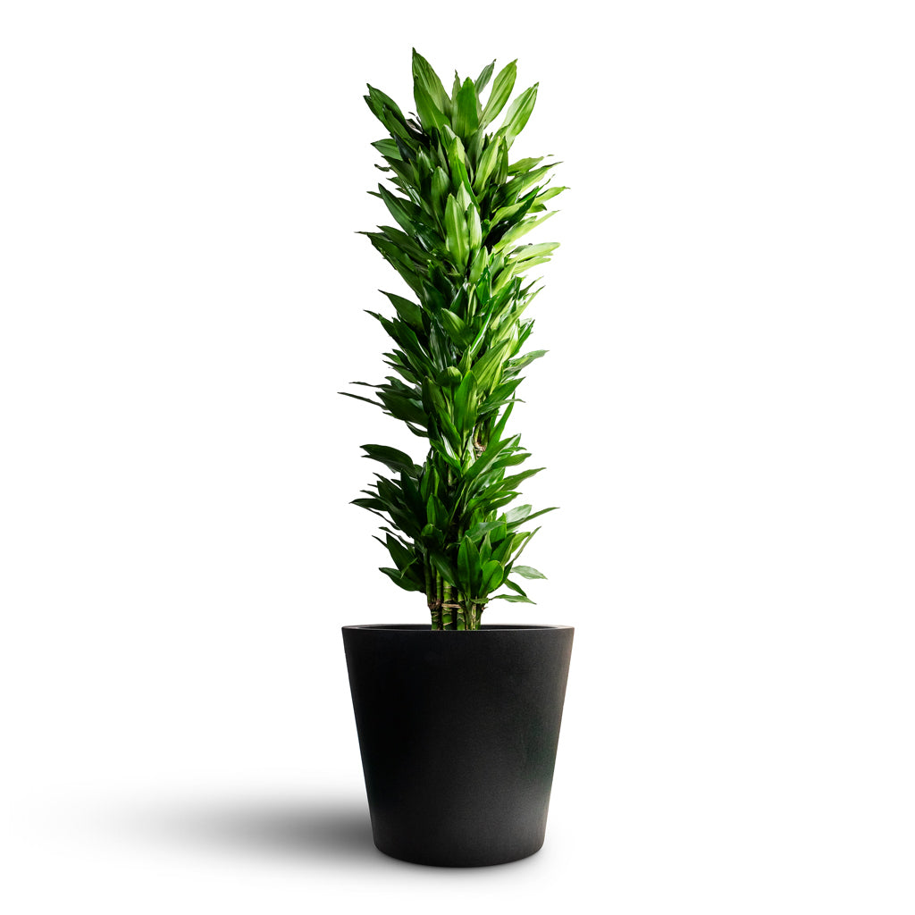 Bucket Natural Planter - Black - Quality Planters | Hortology - HORTOLOGY