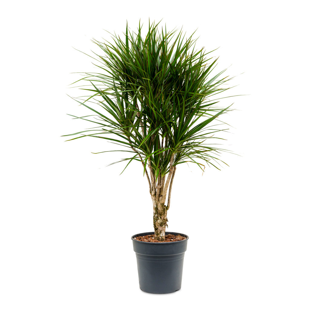 Red Edged Dracaena Plant Colourama Dragon Tree Dracaena Marginata
