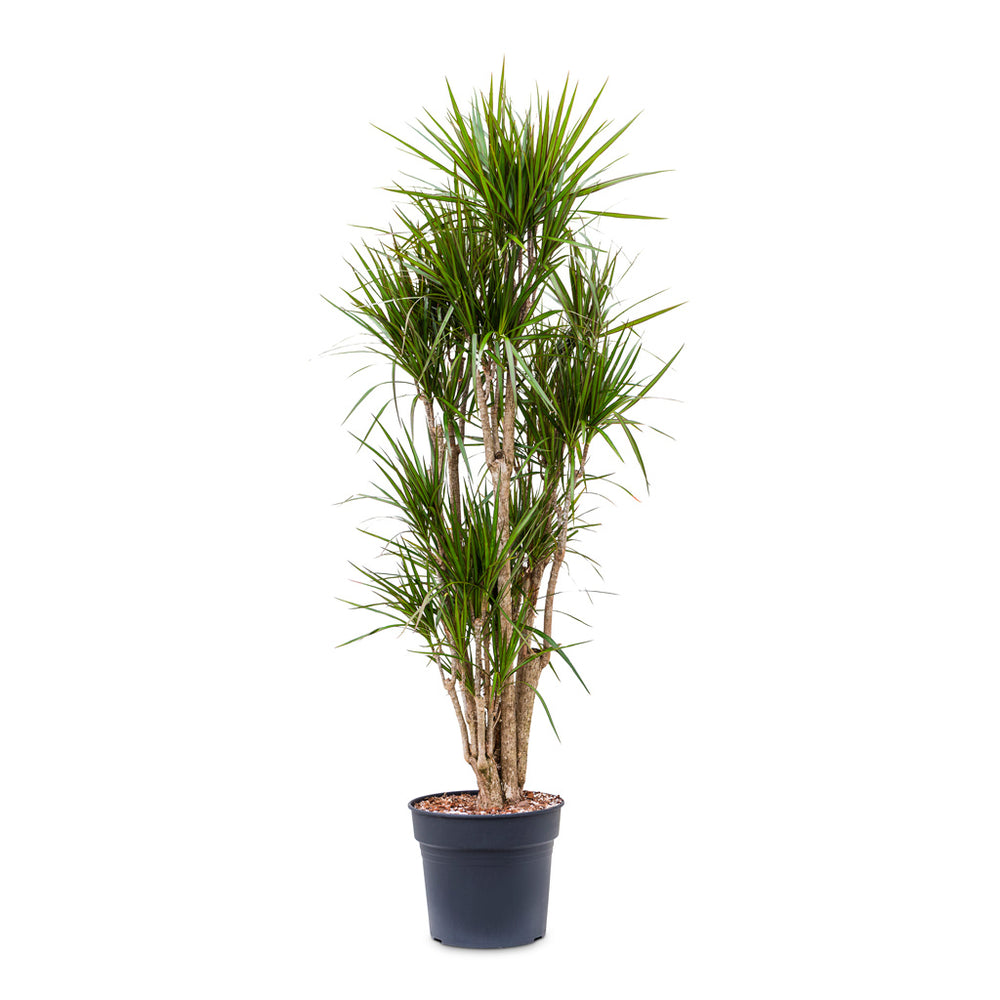 Dracaena marginata Red Edged - Branched | Hortology - HORTOLOGY