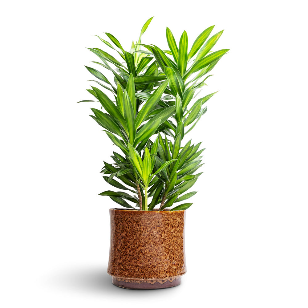 Dracaena reflexa Song of Jamaica Indoor Plants | Hortology - HORTOLOGY
