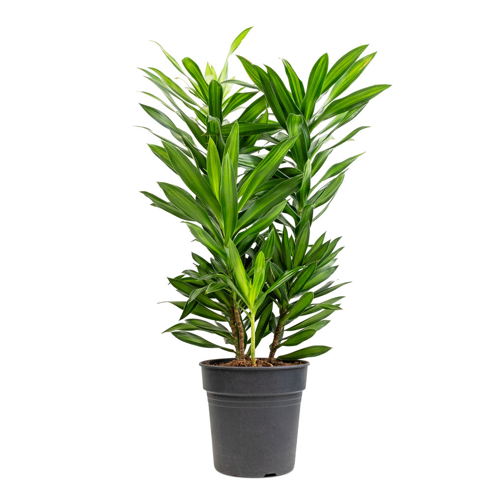 Dracaena reflexa Song of Jamaica Indoor Plants | Hortology - HORTOLOGY