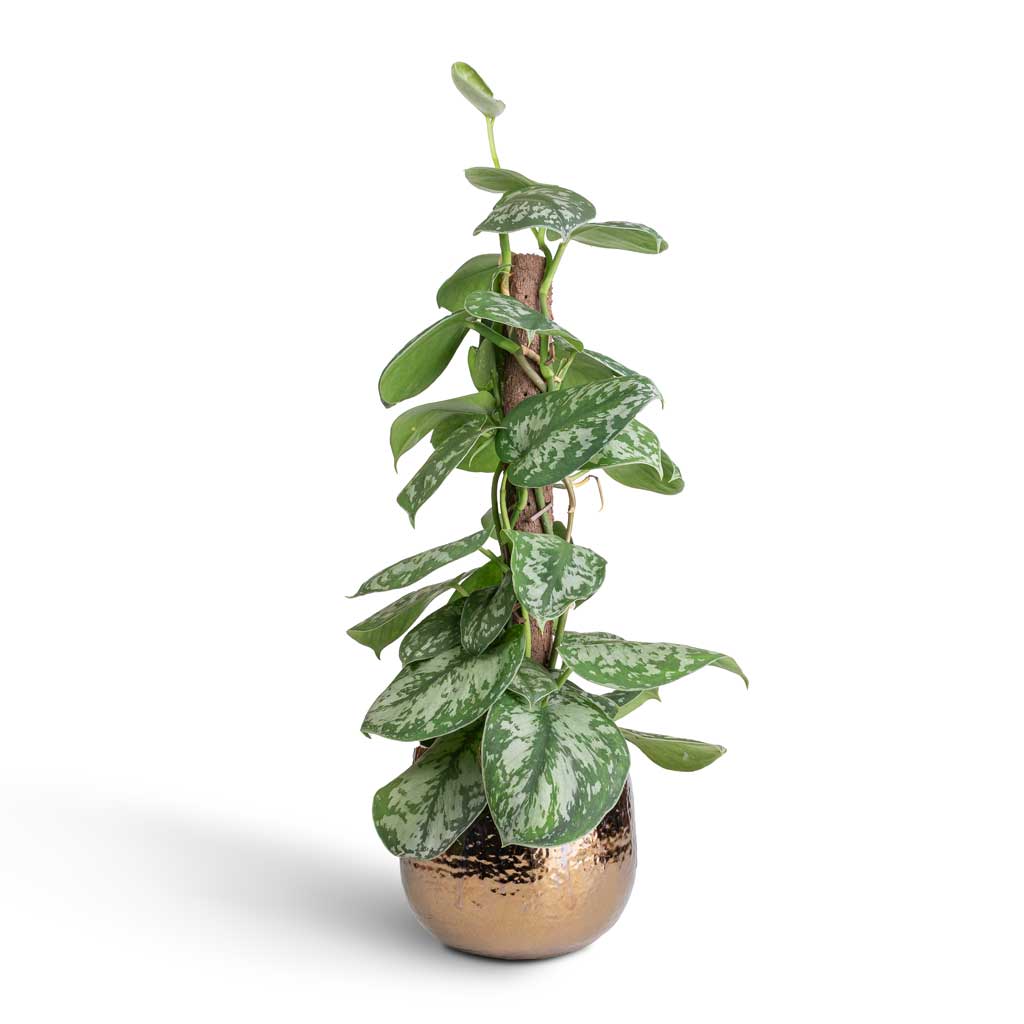 Epipremnum Trebie - Satin Pothos Trebie Plant - Moss Pole | Hortology ...