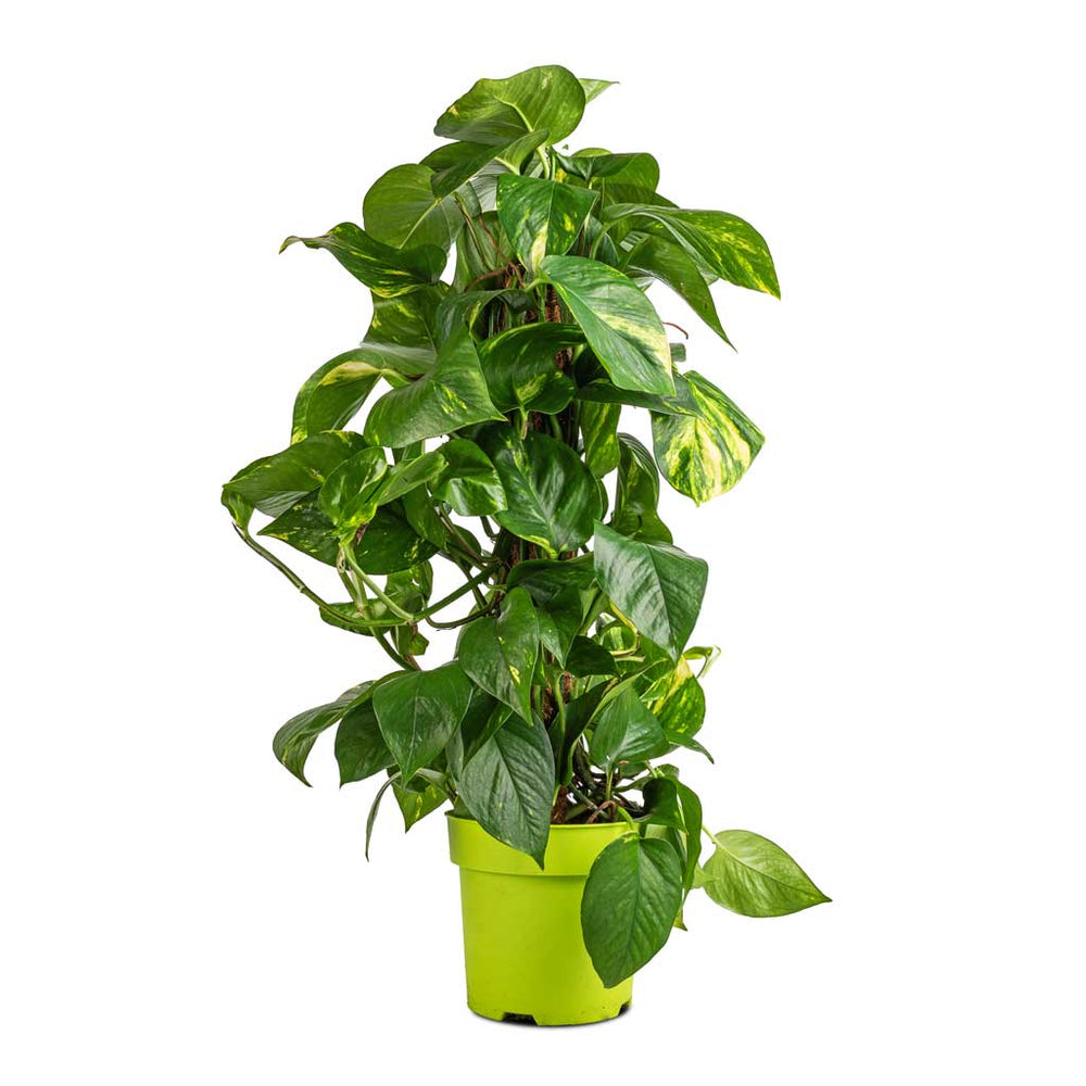 Epipremnum aureum - Golden Pothos - Moss Pole | Hortology - HORTOLOGY