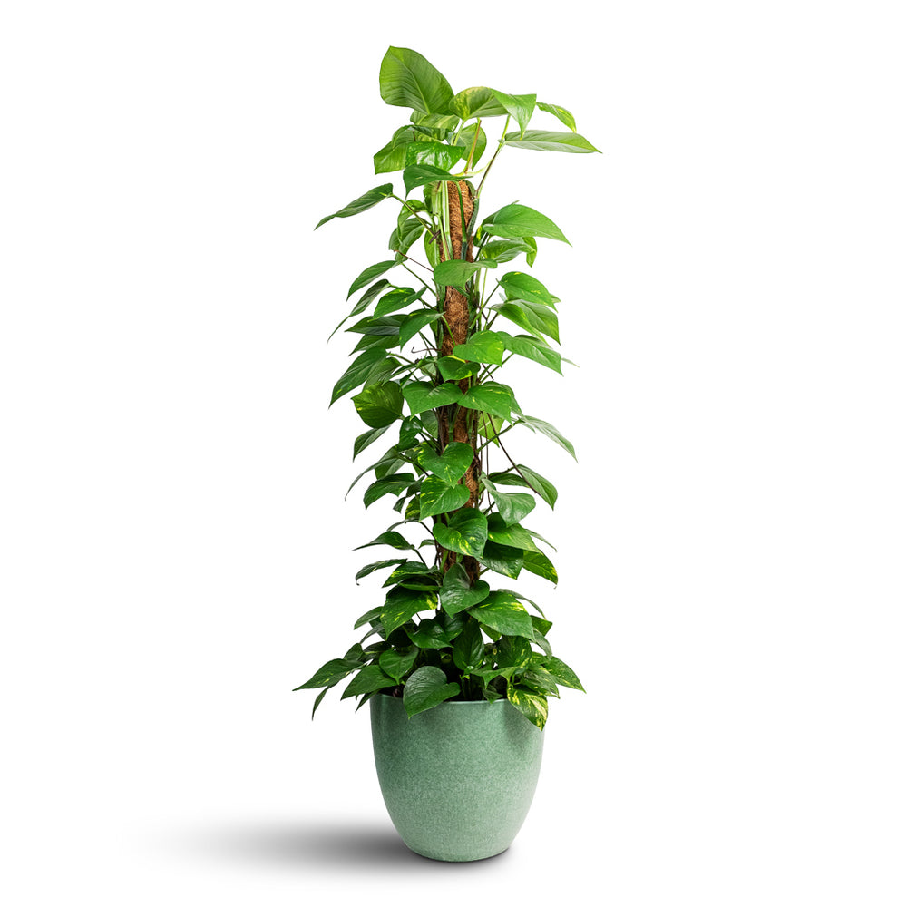Epipremnum aureum - Golden Pothos - Moss Pole | Hortology - HORTOLOGY