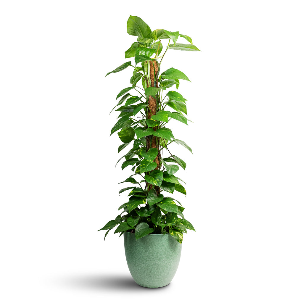 Epipremnum aureum - Golden Pothos - Moss Pole | Hortology - HORTOLOGY