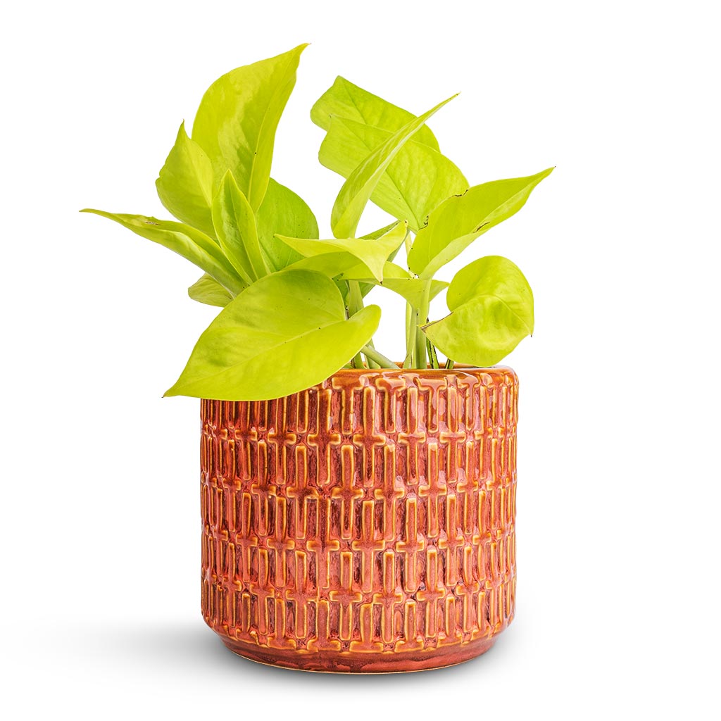 Epipremnum aureum Neon - Golden Pothos Hanging Plants | Hortology ...