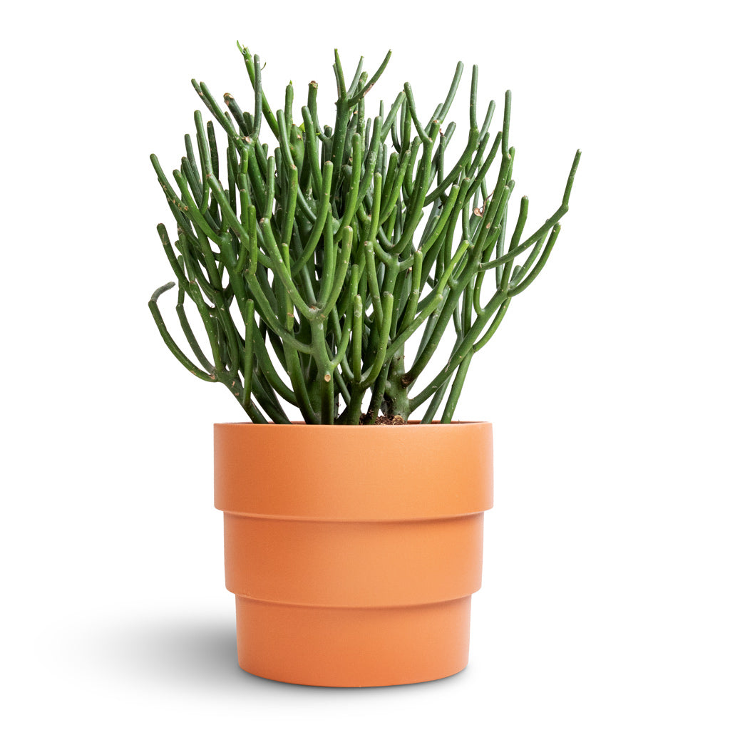Euphorbia tirucalli - Pencil Cactus Indoor Plant | Hortology - HORTOLOGY