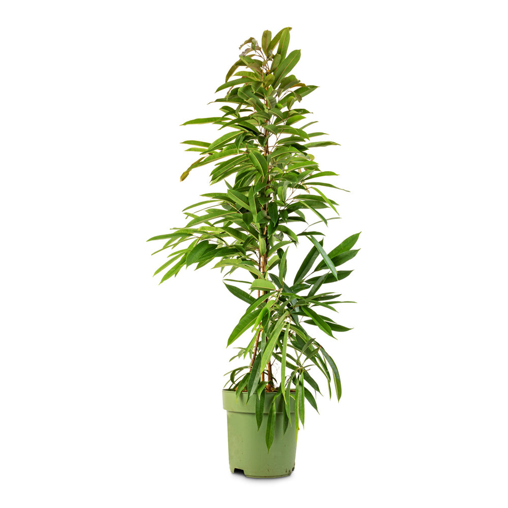 Ficus binnendijkii Amstel King - Narrow Leafed Indoor Fig Plants ...
