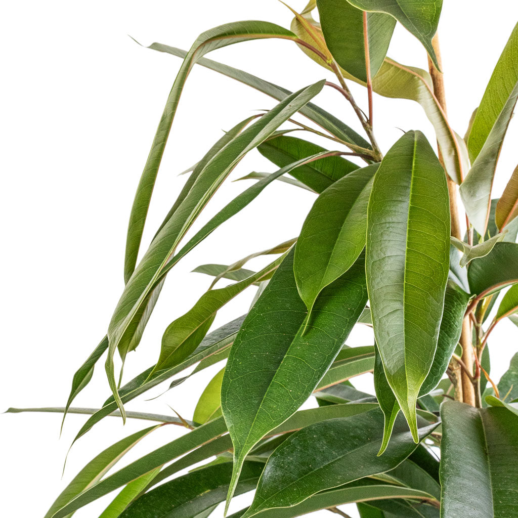Ficus binnendijkii Amstel King - Narrow Leafed Indoor Fig Plants ...