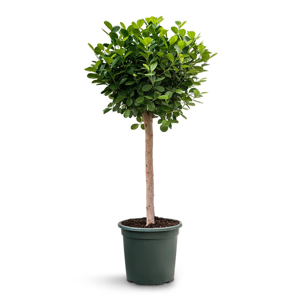 Ficus microcarpa Moclame - Indian Laurel - Straight Stem | Hortology ...
