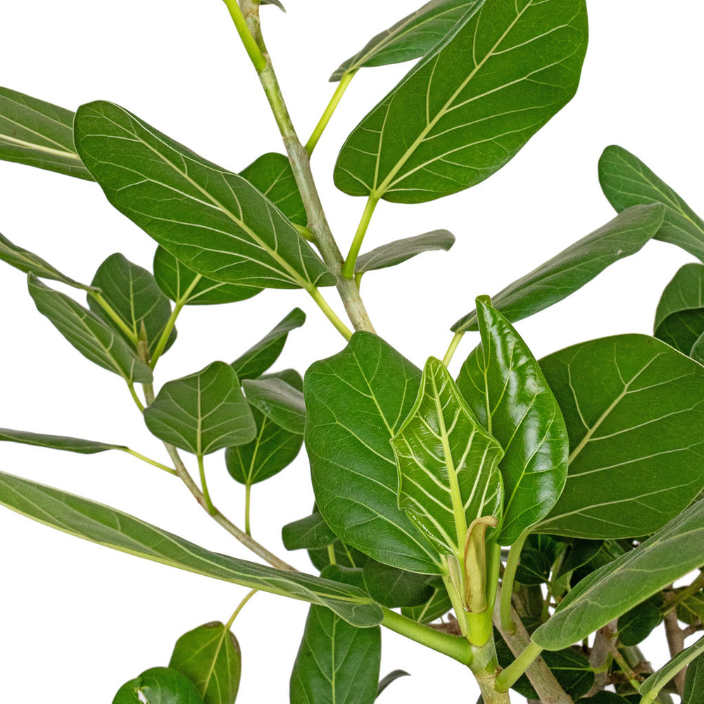 Ficus benghalensis Audrey - Bengal Fig - Straight Tree Stem | Hortology ...