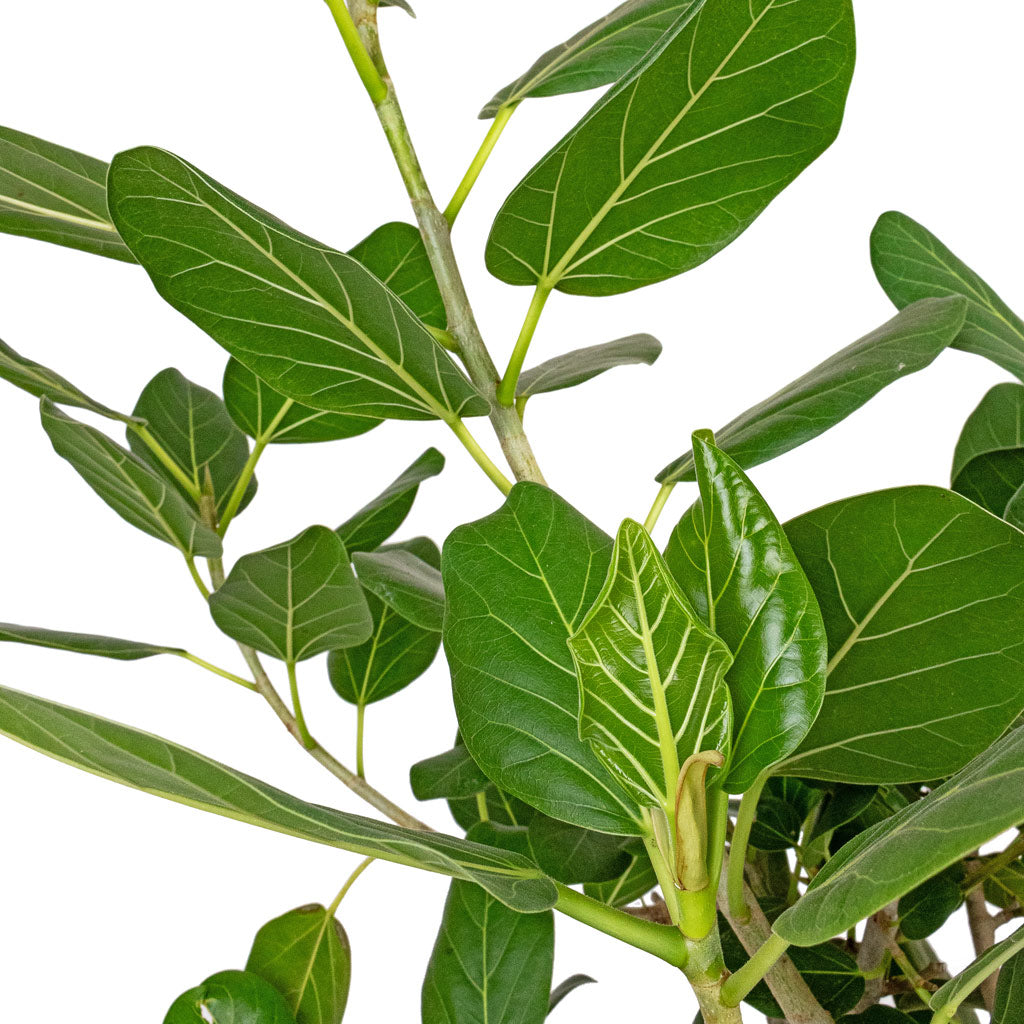 Ficus benghalensis Audrey - Bengal Fig - Straight Tree Stem | Hortology ...