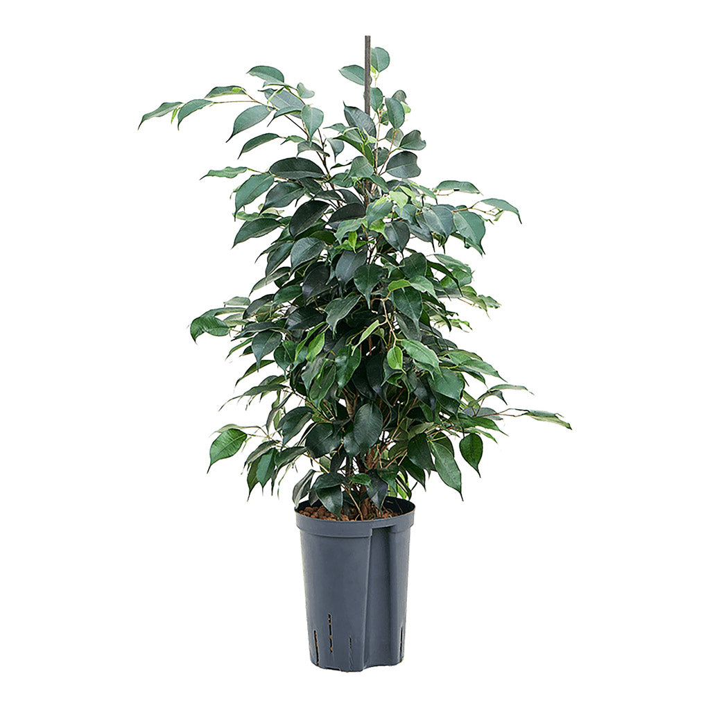 Ficus benjamina Danielle Weeping Fig Easy Care Hydro Plant | Hortology ...