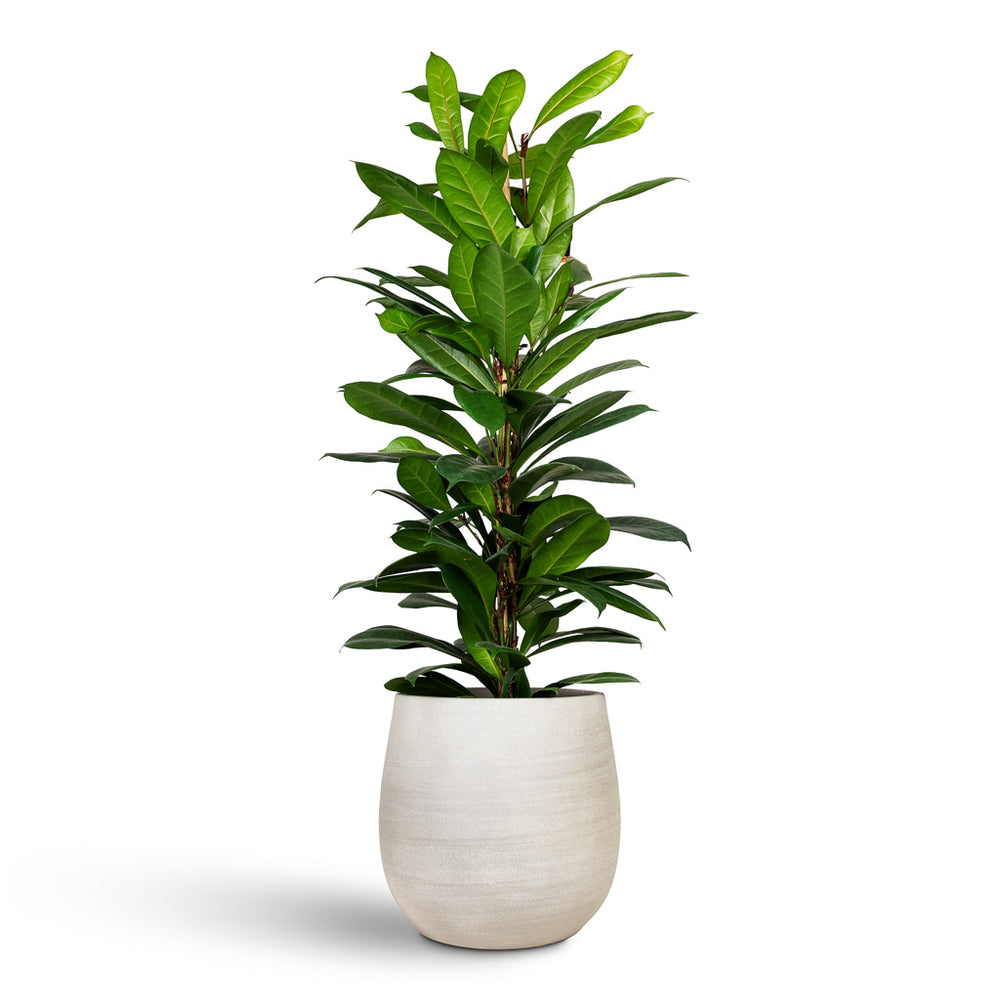 Ficus cyathistipula - African Fig Indoor Plants | Hortology - HORTOLOGY
