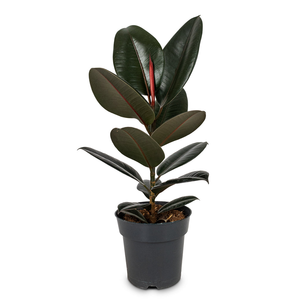 Ficus elastica Abidjan - Burgundy Rubber Plant Houseplants | Hortology ...