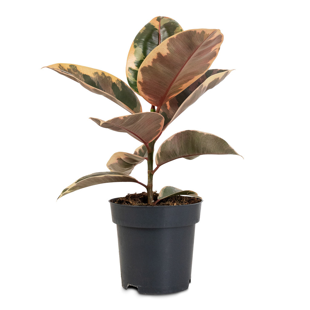 Ficus elastica Belize - Pink Rubber Plant - Quality Plants | Hortology ...