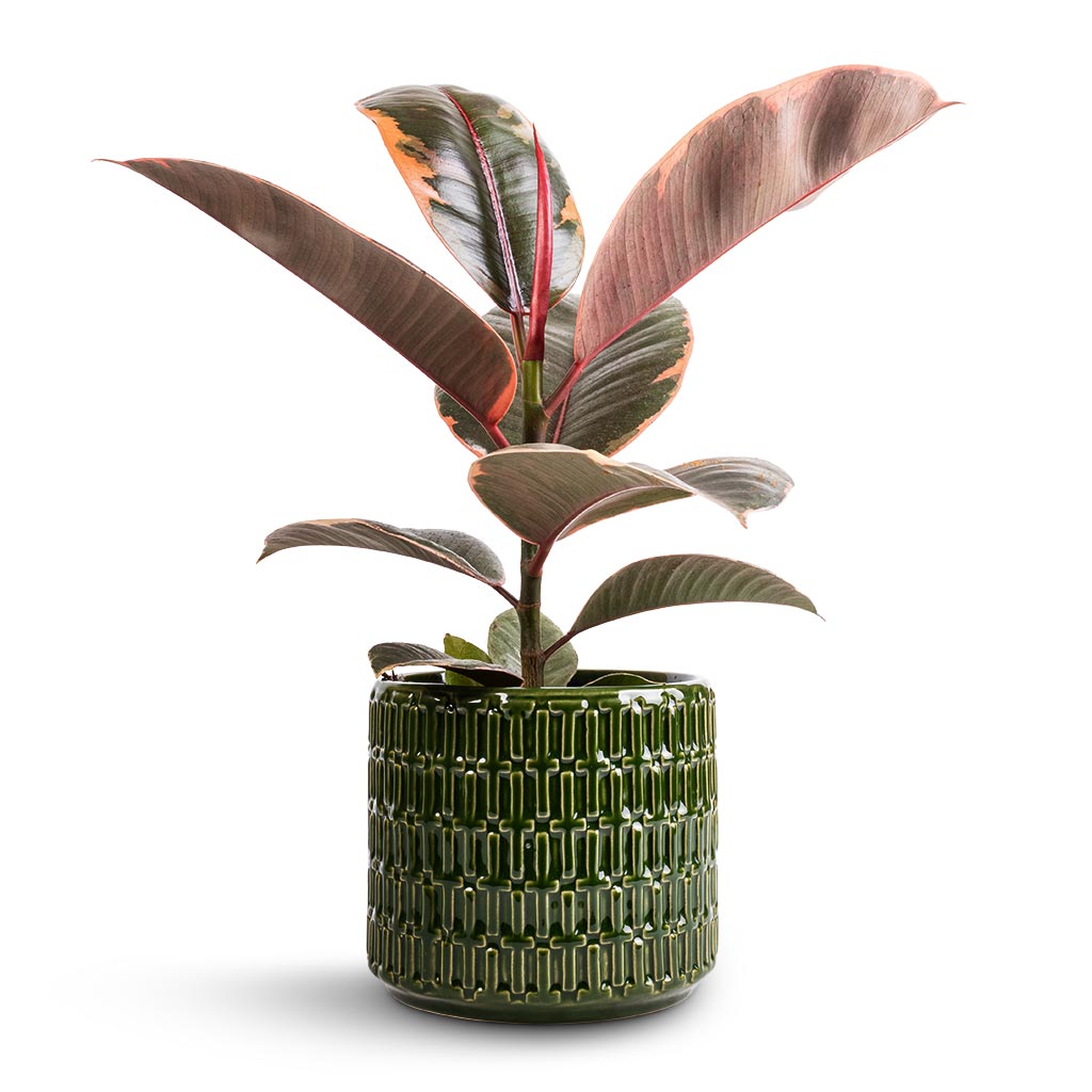 Ficus elastica Belize - Pink Rubber Plant - Quality Plants | Hortology