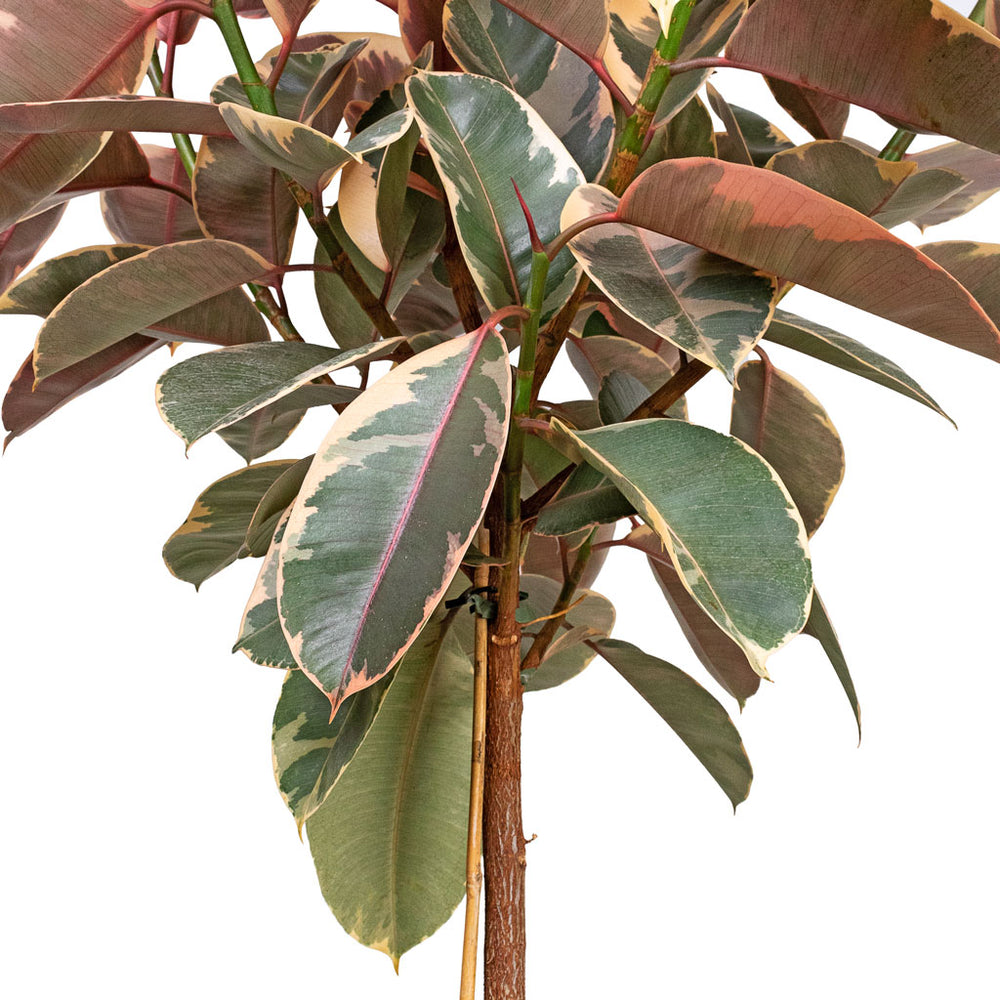 Ficus elastica Belize - Pink Rubber Plant - Straight Stem | Hortology ...