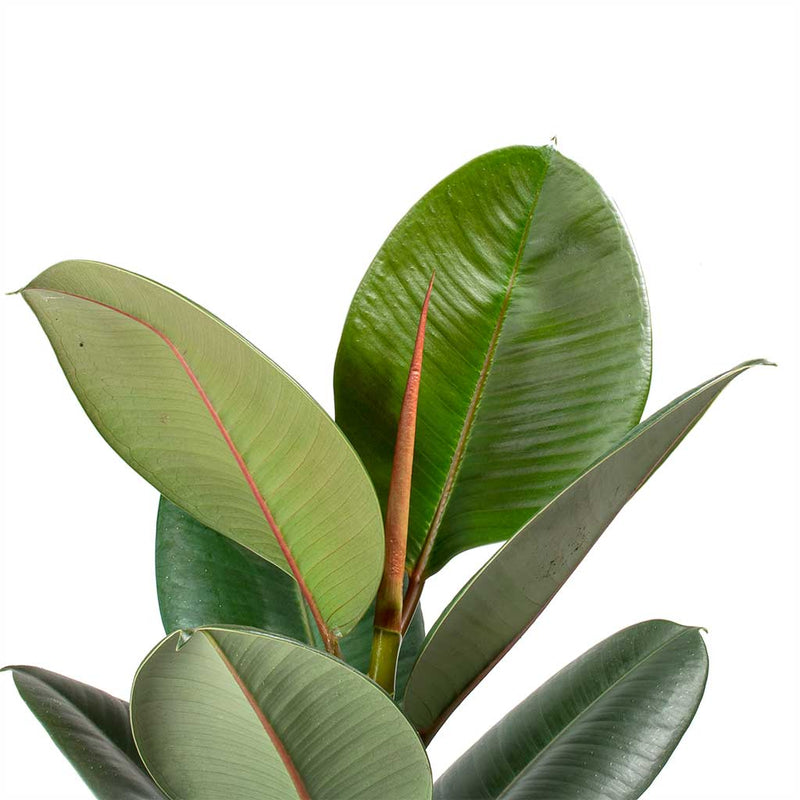 Plant Display - Ficus elastica Robusta Indoor Plant in Opus Globe ...