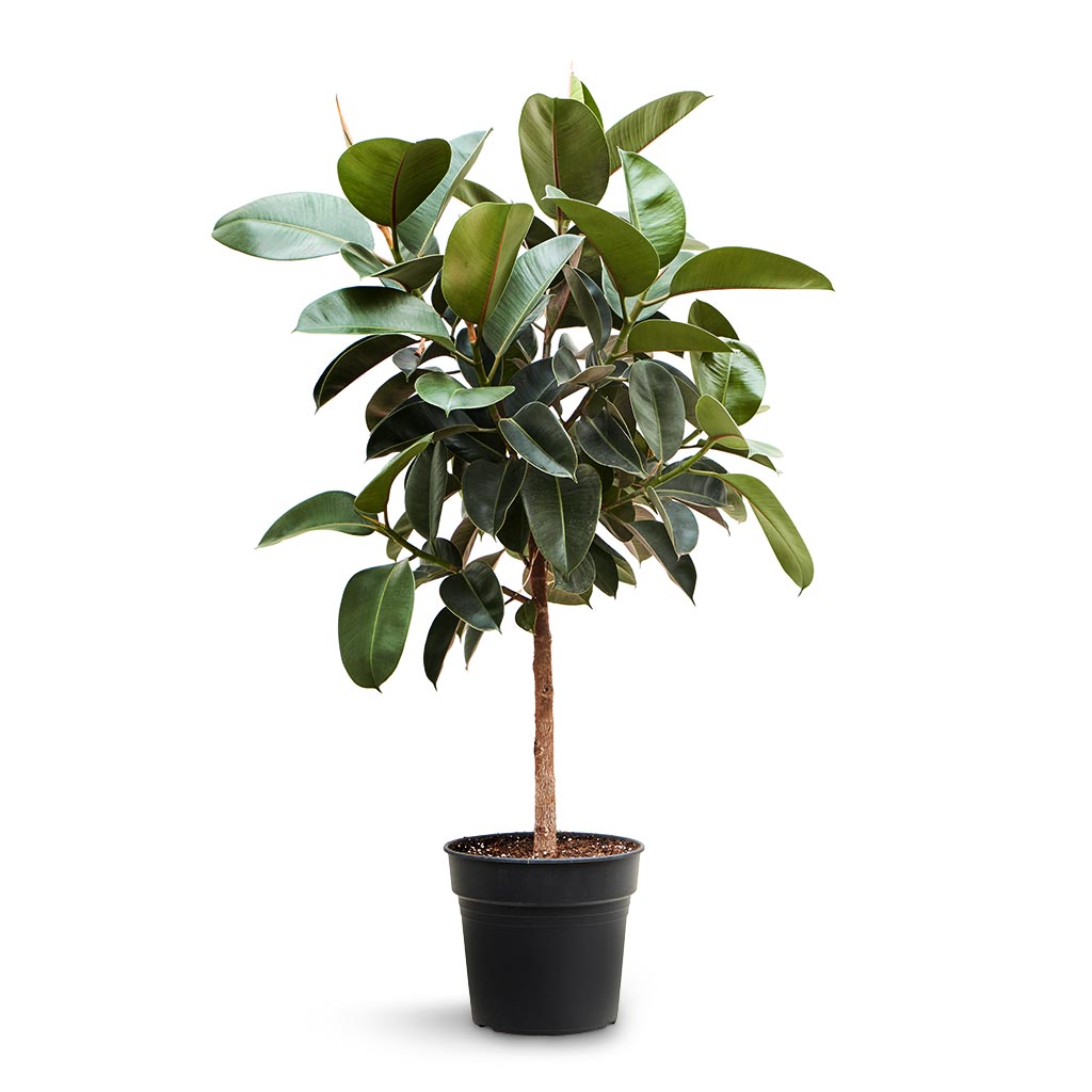 Ficus elastica Robusta - Rubber Plant - Straight Stem | Hortology ...